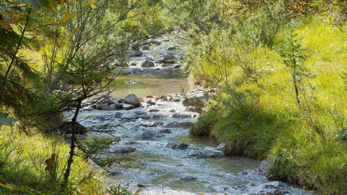 Researchers Stunned After Rediscovering a Species ‘Extinct’ for 80 ...